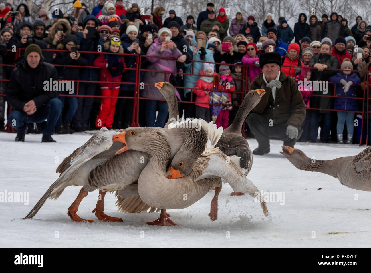 Russian snow geese hi-res stock photography and images - Alamy