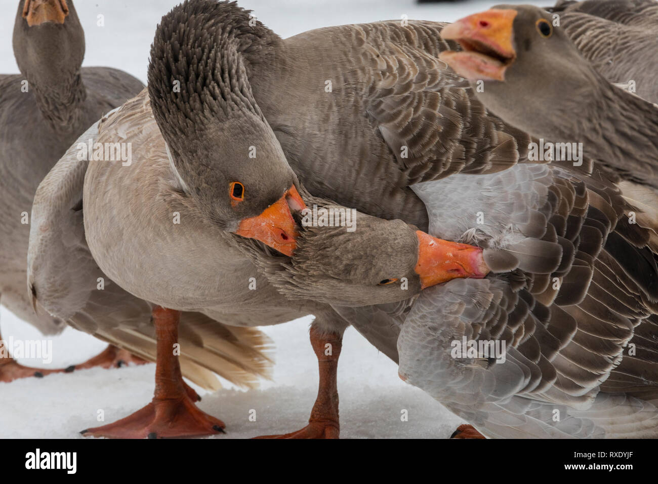Suzdal, Russia. 9th March, 2019: Geese during traditional goose fights ...