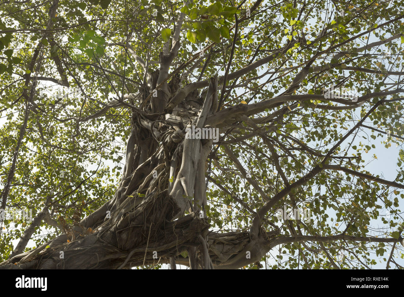 Tropical tree crown Stock Photo - Alamy