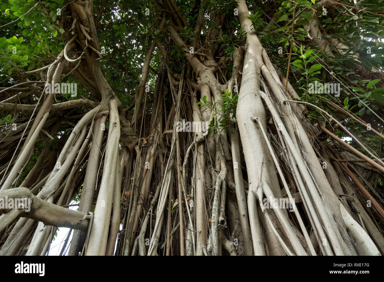 Roots of the tropical ficus tree Stock Photo - Alamy