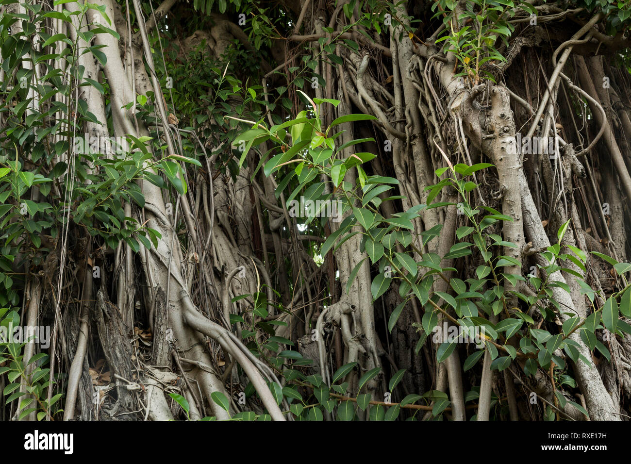 Roots of the tropical ficus tree Stock Photo - Alamy