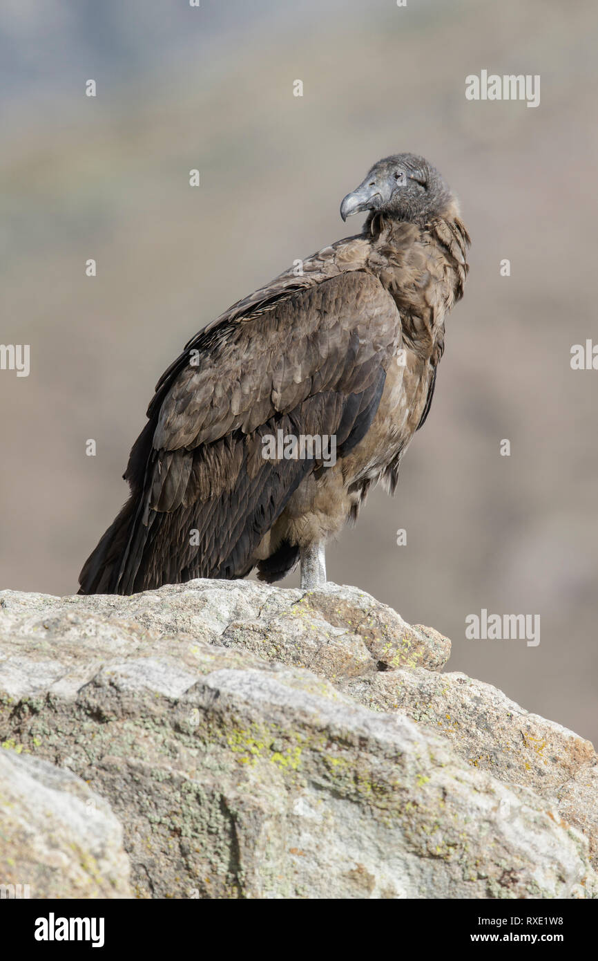Andean condor hi-res stock photography and images - Alamy