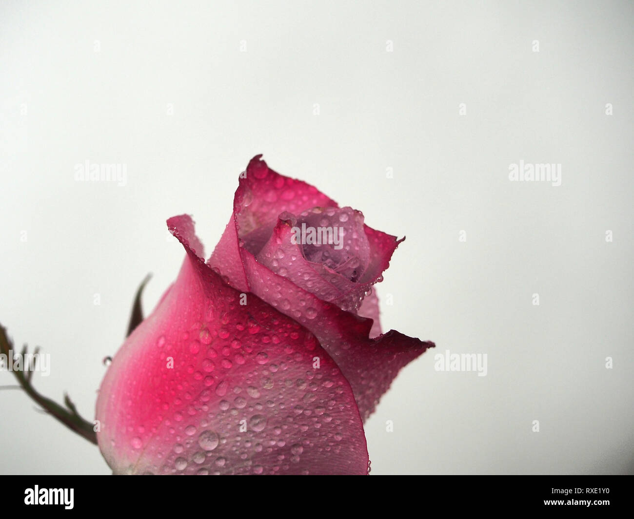 Rosebud close up hi-res stock photography and images - Alamy