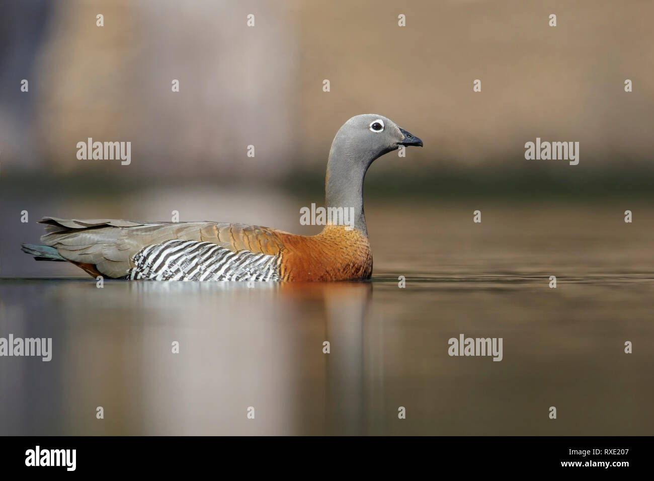 Ashy headed geese chloephaga poliocephala hi-res stock photography and ...