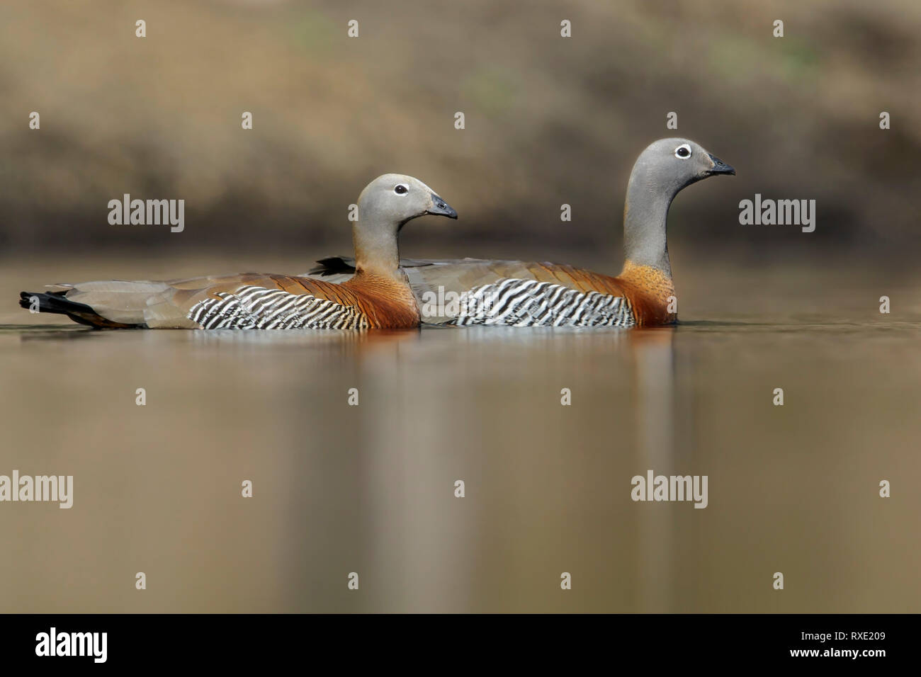 Ashy-headed Goose (Chloephaga poliocephala) swimming in a small lake in ...