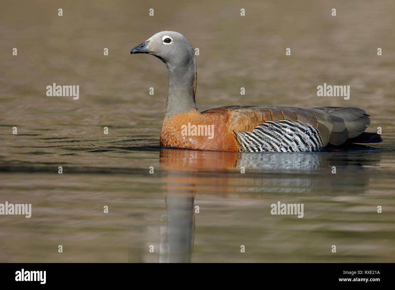 Ashy-headed Goose (Chloephaga poliocephala) swimming in a small lake in ...