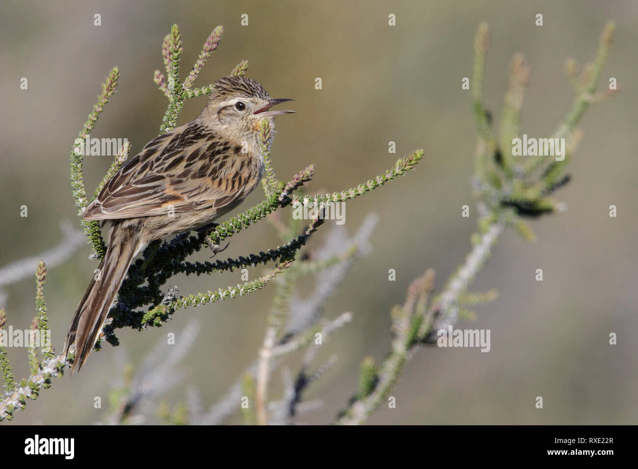 Austral canastero hi-res stock photography and images - Alamy