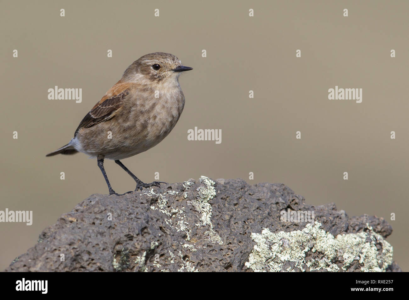 Austral Negrito (Lessonia rufa) perched on the ground in Chile Stock ...