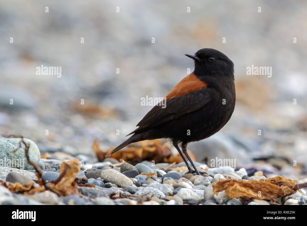 Austral negrito lessonia rufa hi-res stock photography and images - Alamy