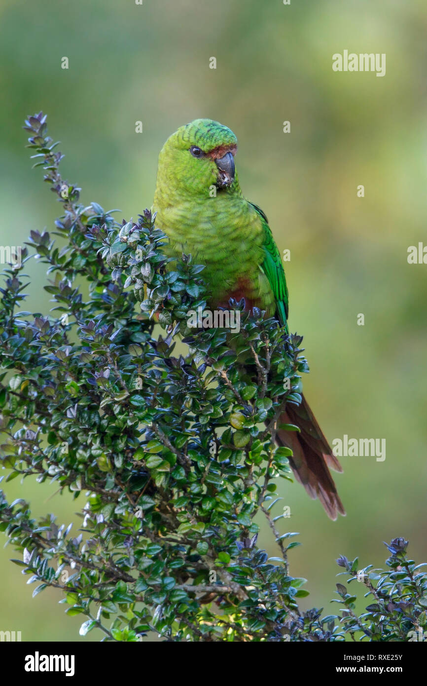 Austral parakeet chile hi-res stock photography and images - Alamy