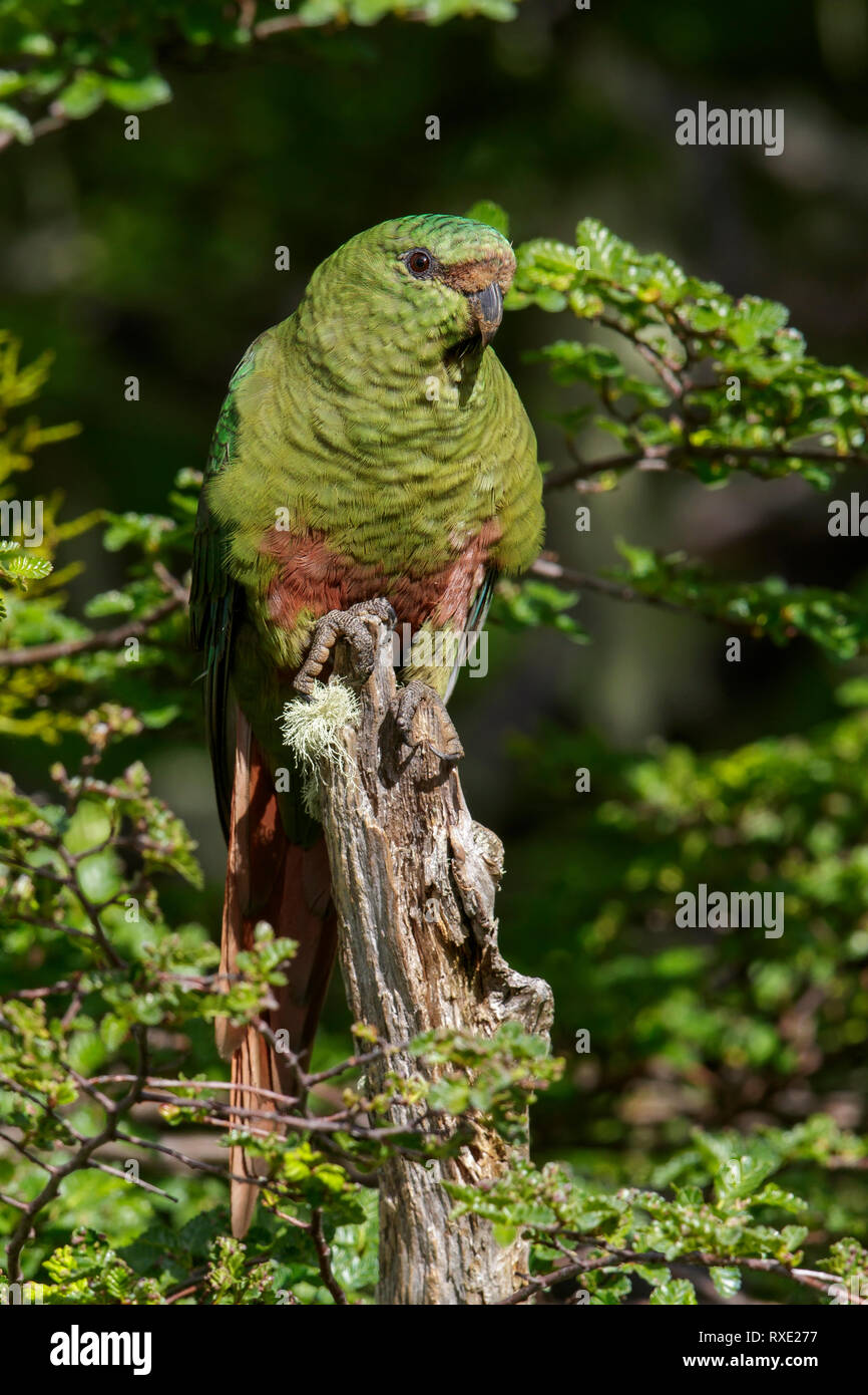 Austral parakeet hi-res stock photography and images - Alamy