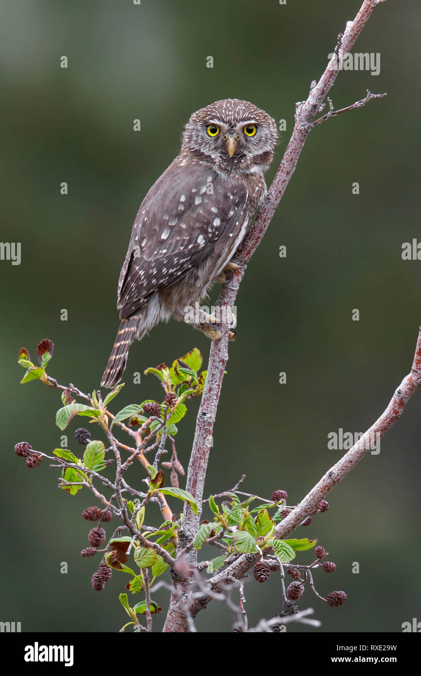 Austral pygmy owl glaucidium hi-res stock photography and images - Alamy