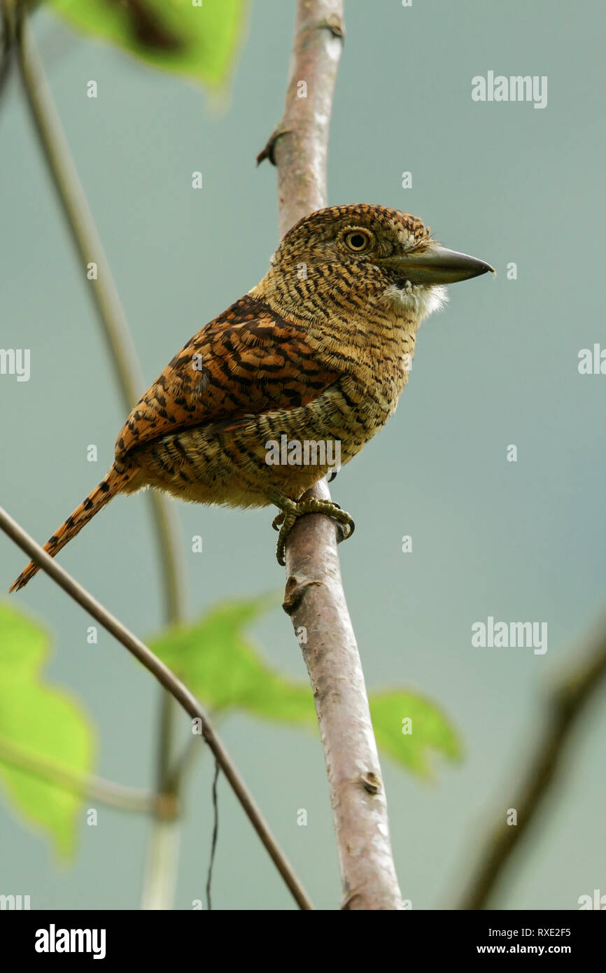 Barred Puffbird (Nystalus radiatus) perched on a branch in the Andes ...