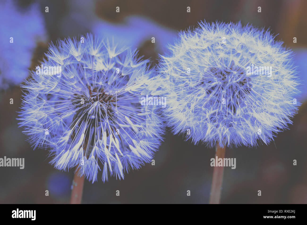 Seeds retro color hi-res stock photography and images - Alamy