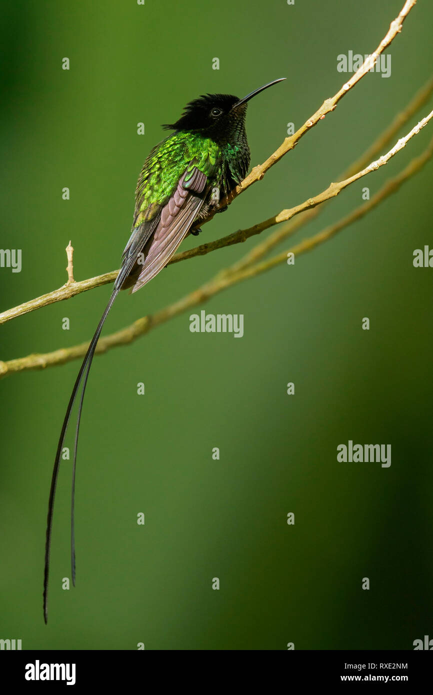 Black-billed Streamertail (Trochilus polytmus scitulus) perched on a ...