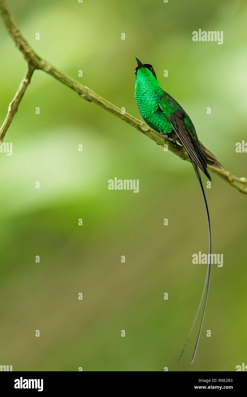 Black-billed Streamertail (Trochilus polytmus scitulus) perched on a ...