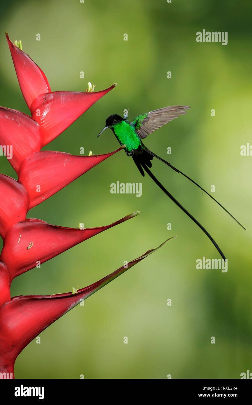 Black billed streamertail trochilus polytmus scitulus hi-res stock ...