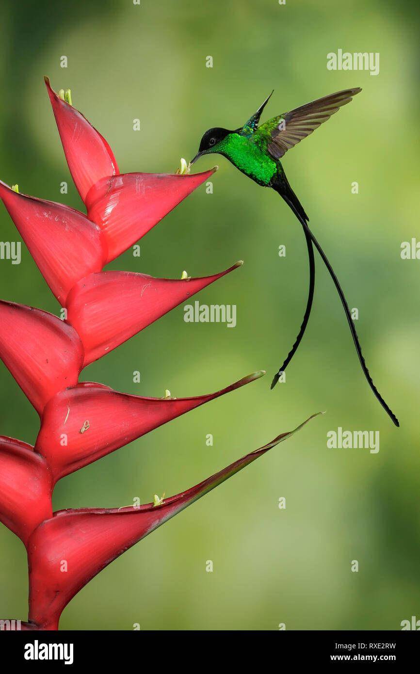 Jamaican Doctor Bird Tattoo