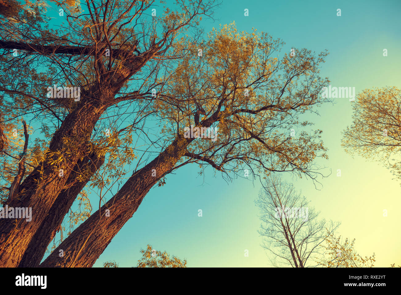 Tall trees border hi-res stock photography and images - Alamy