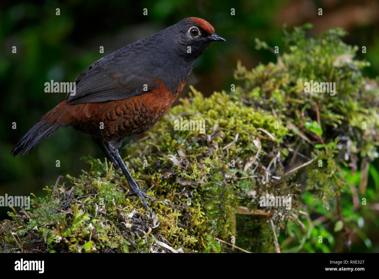 Black throated huet huet hi-res stock photography and images - Alamy