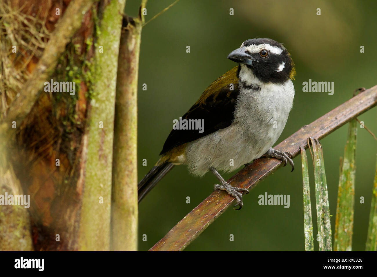 Black winged saltator hi-res stock photography and images - Alamy