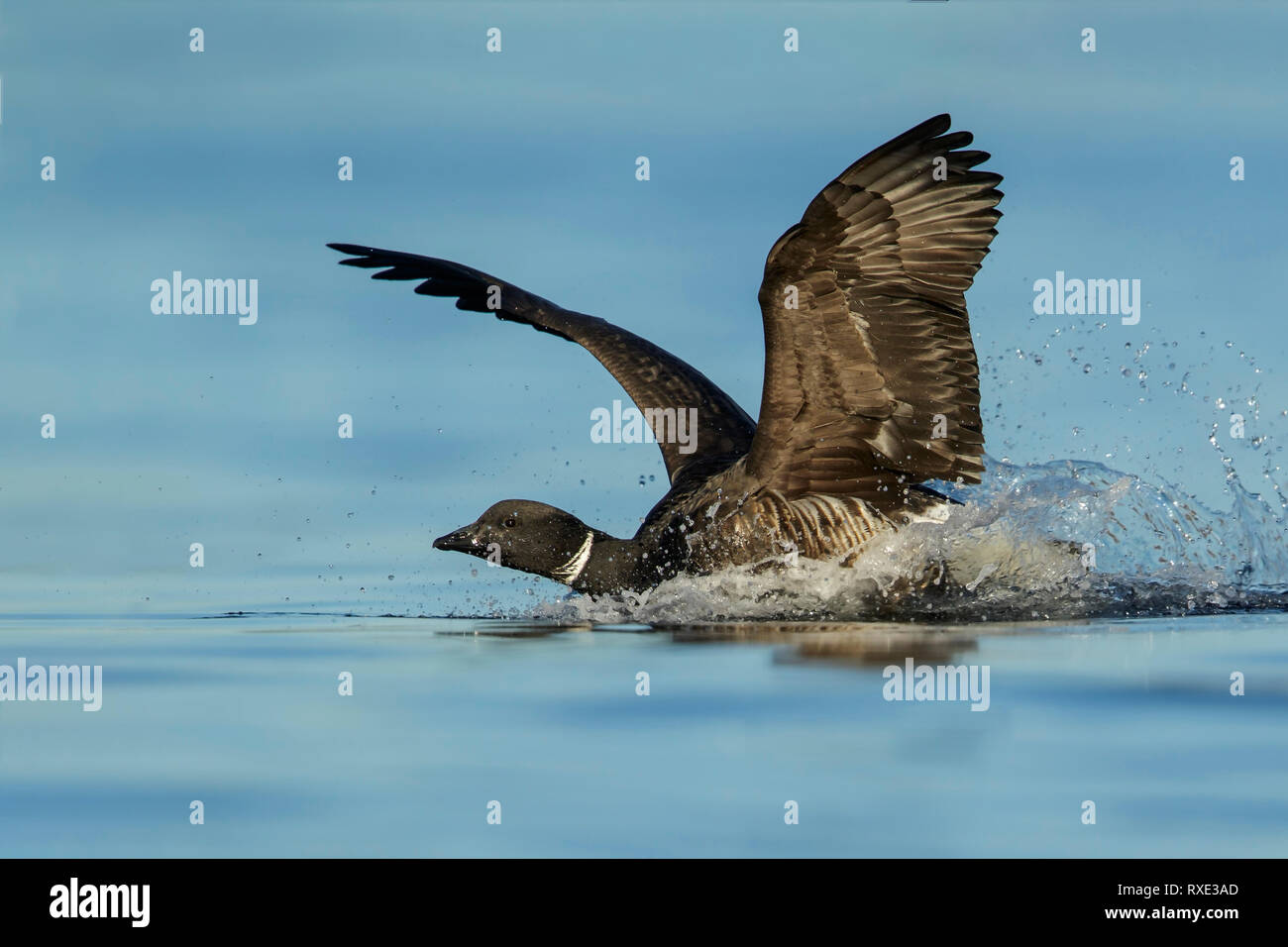 Brant (Branta bernicla) in the ocean near Victoria, British Columbia ...