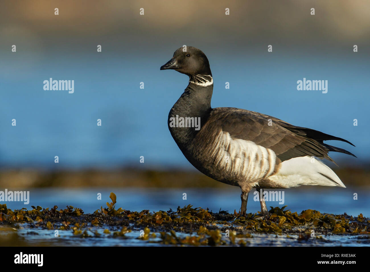 Brant (Branta bernicla) in the ocean near Victoria, British Columbia ...