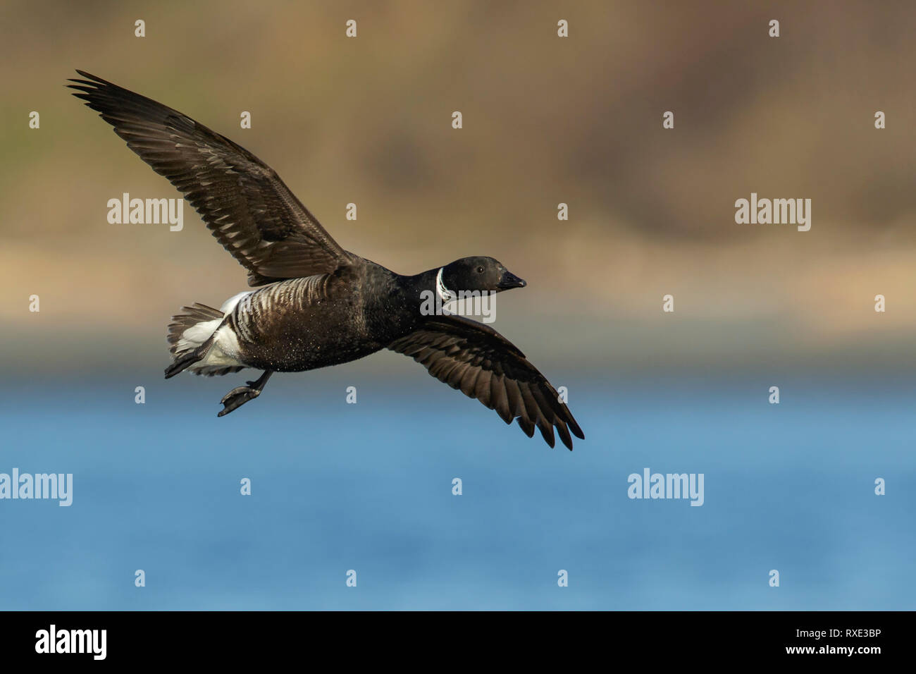 British columbia ocean british columbia hi-res stock photography and ...