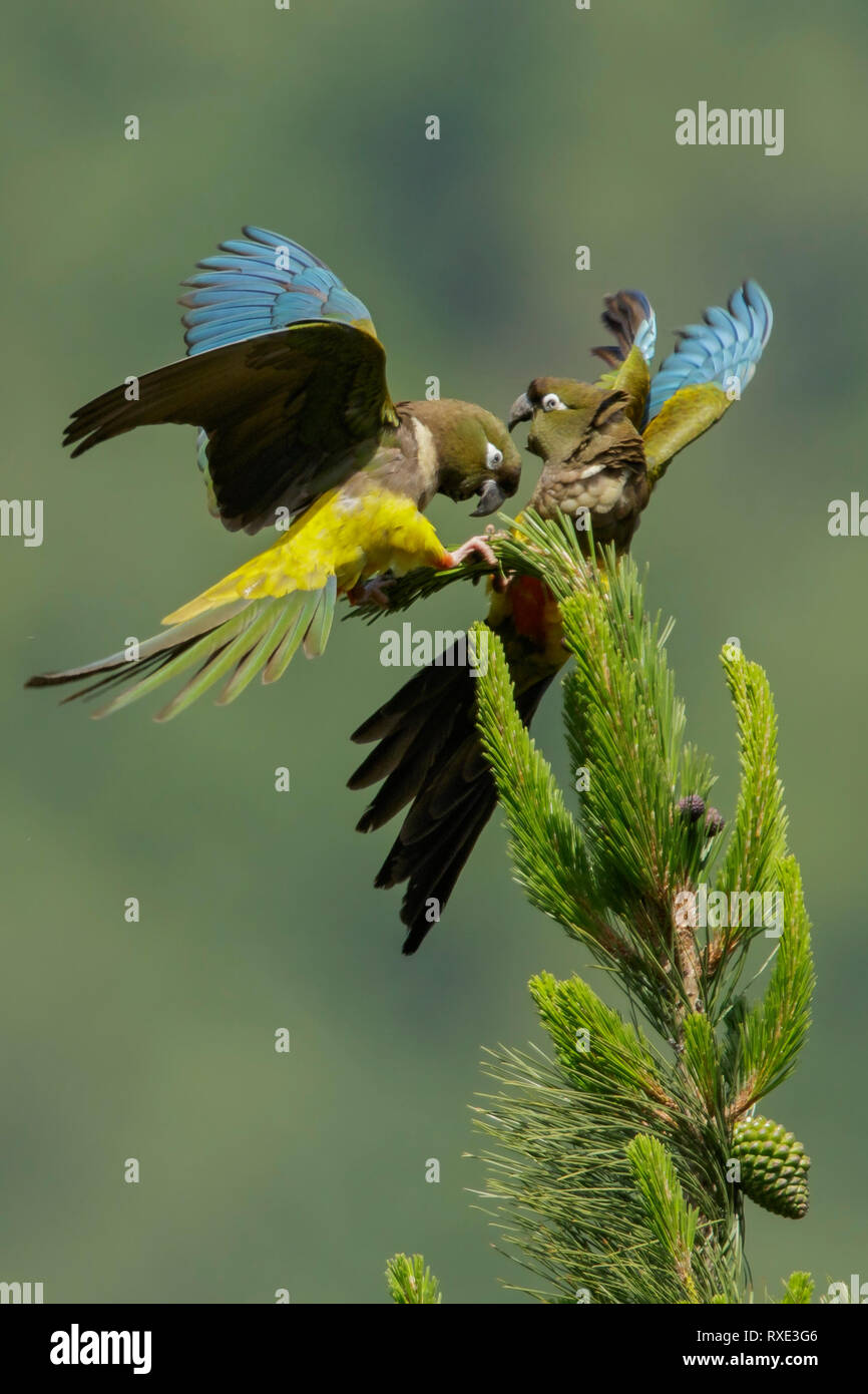 Burrowing Parakeet, Cyanoliseus patagonus, perched on a branch in Chile ...