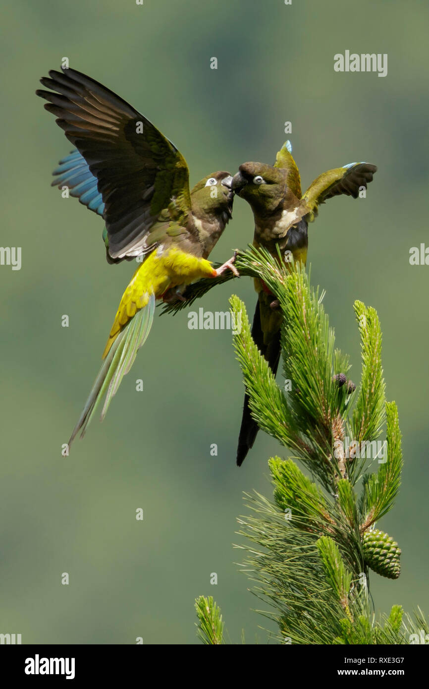 Burrowing Parakeet, Cyanoliseus patagonus, perched on a branch in Chile ...