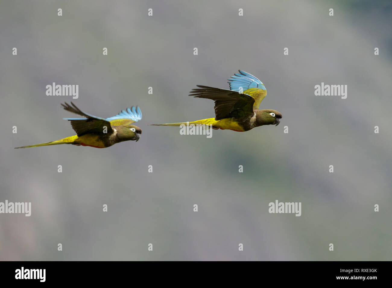 Burrowing Parakeet, Cyanoliseus patagonus, perched on a branch in Chile ...