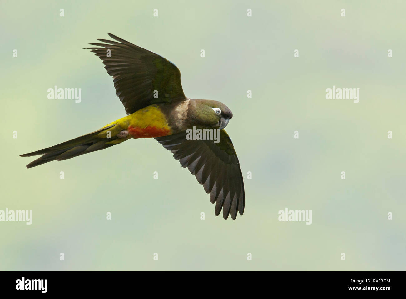 Cyanoliseus patagonus hi-res stock photography and images - Alamy