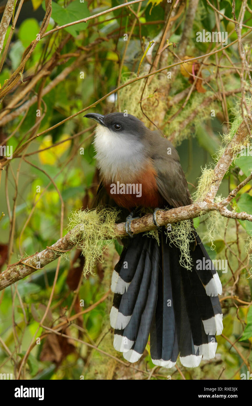 Chestnut-bellied Cuckoo (Coccyzus pluvialis) perched on a branch in ...