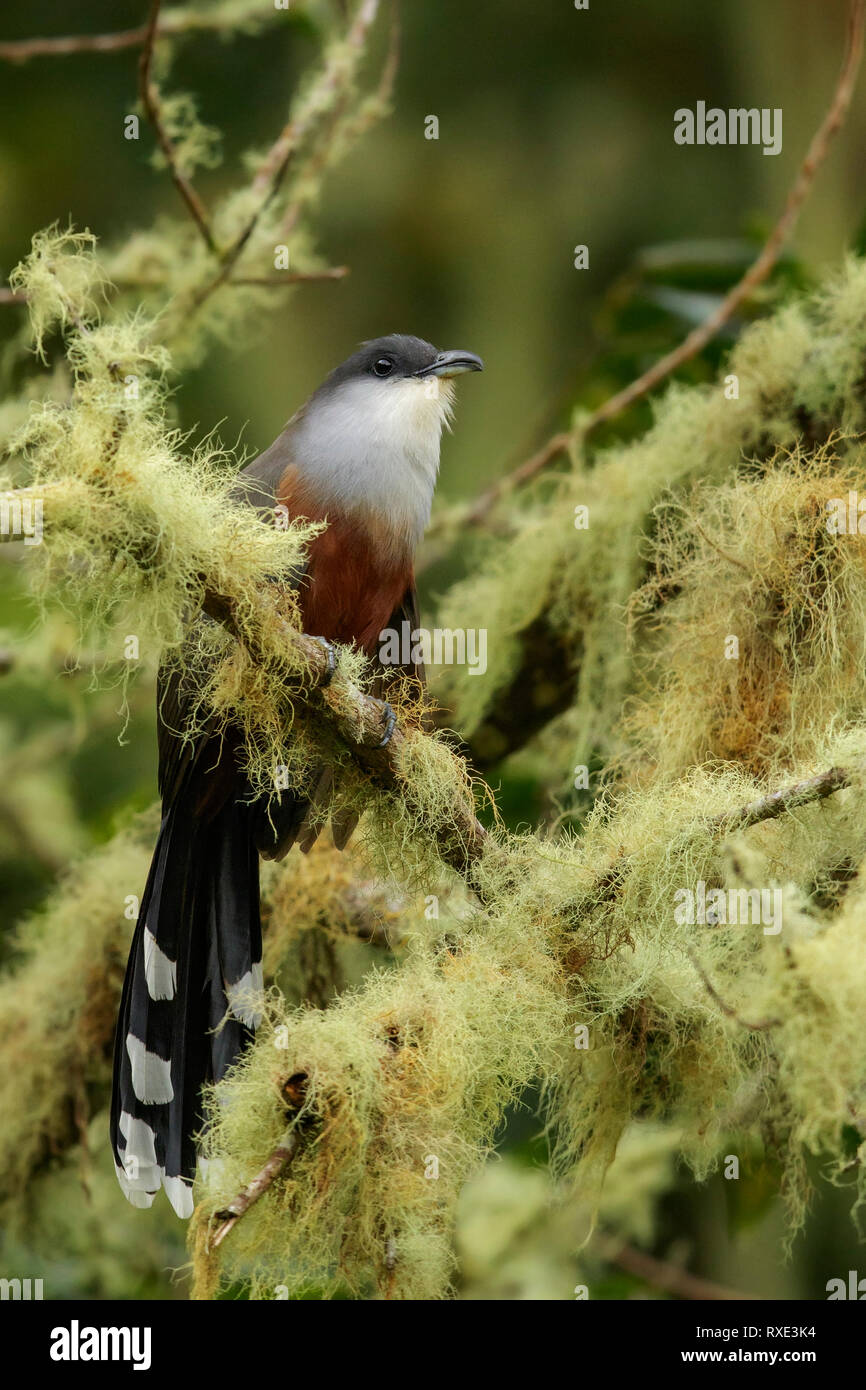 Chestnut bellied cuckoo hi-res stock photography and images - Alamy