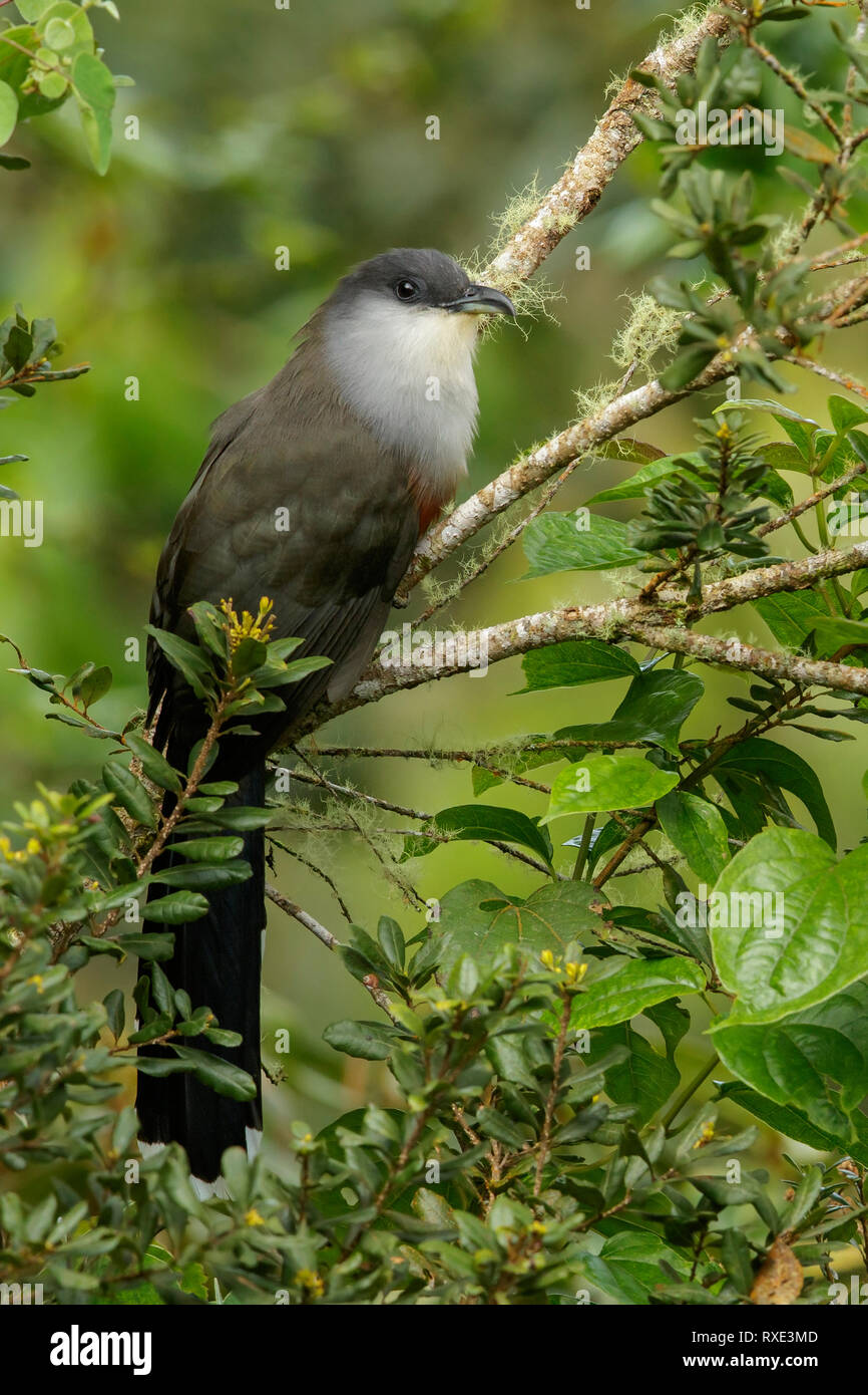 Chestnut-bellied Cuckoo (Coccyzus pluvialis) perched on a branch in ...