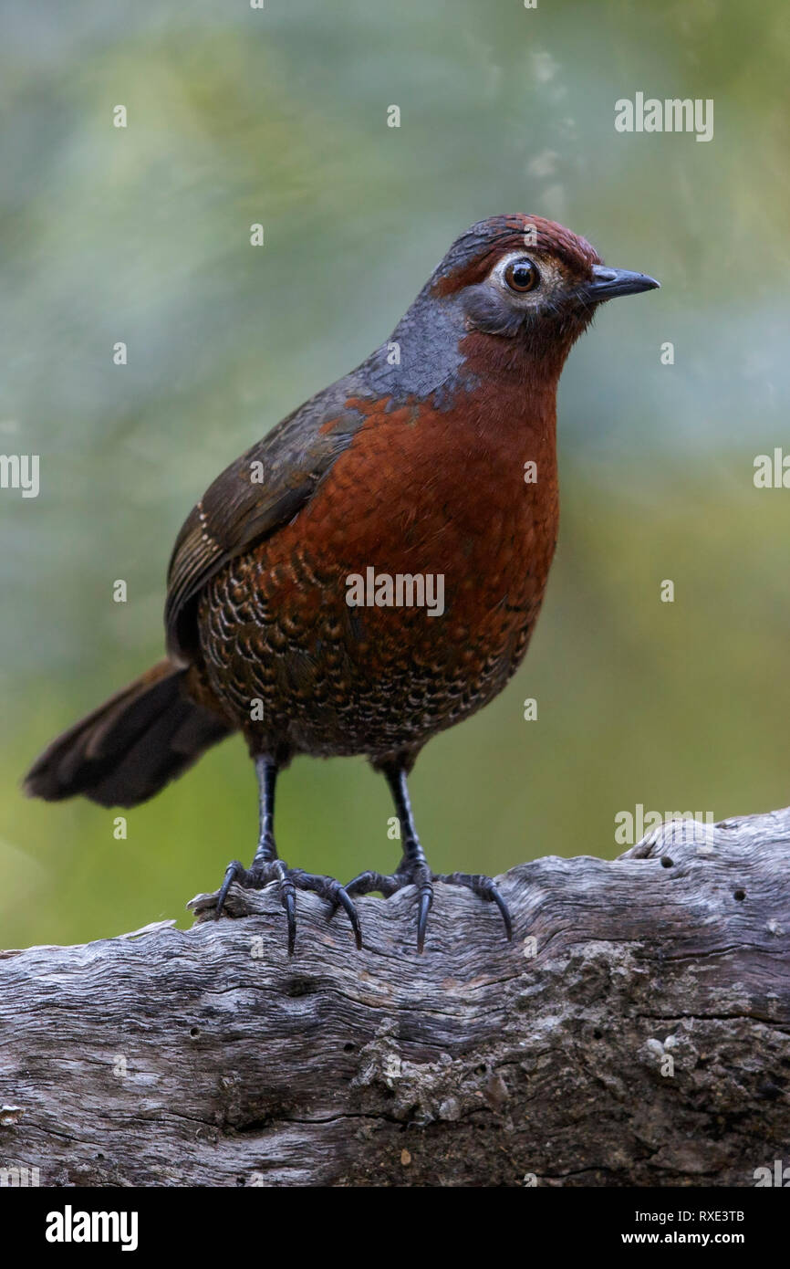 Chestnut throated huet huet hi-res stock photography and images - Alamy