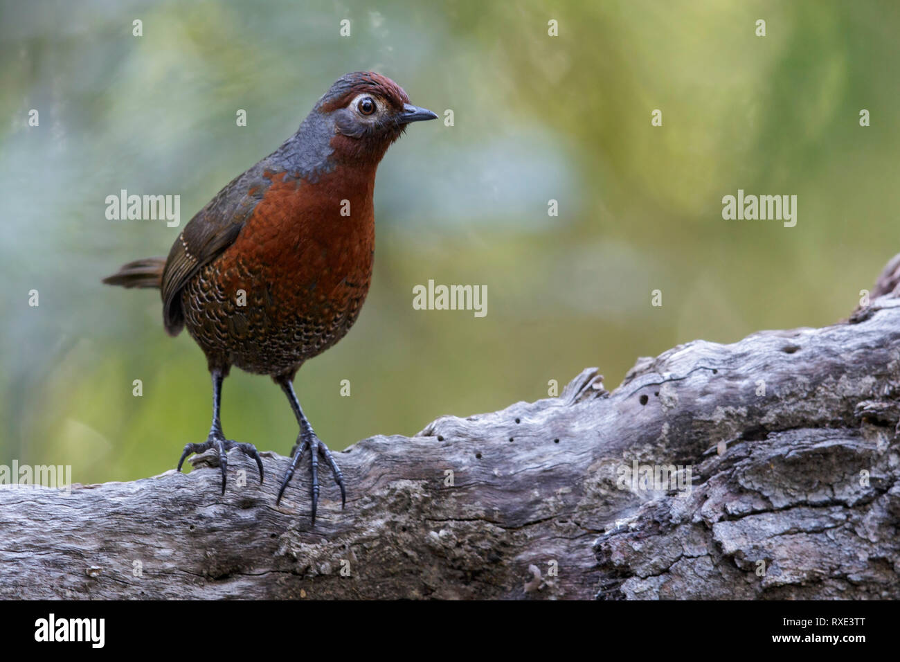 Huet huet bird hi-res stock photography and images - Alamy