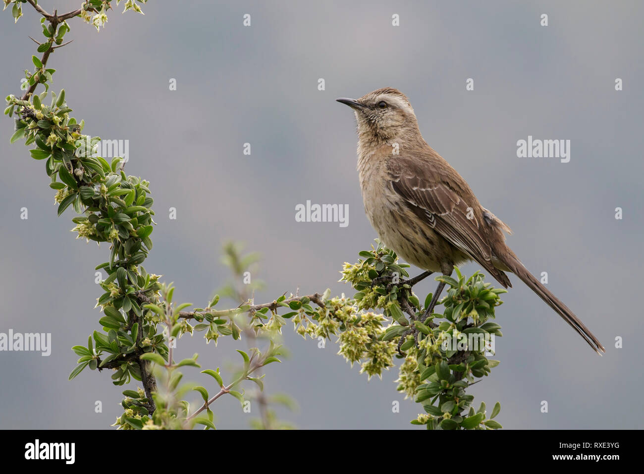 Mockingbird hi-res stock photography and images - Alamy