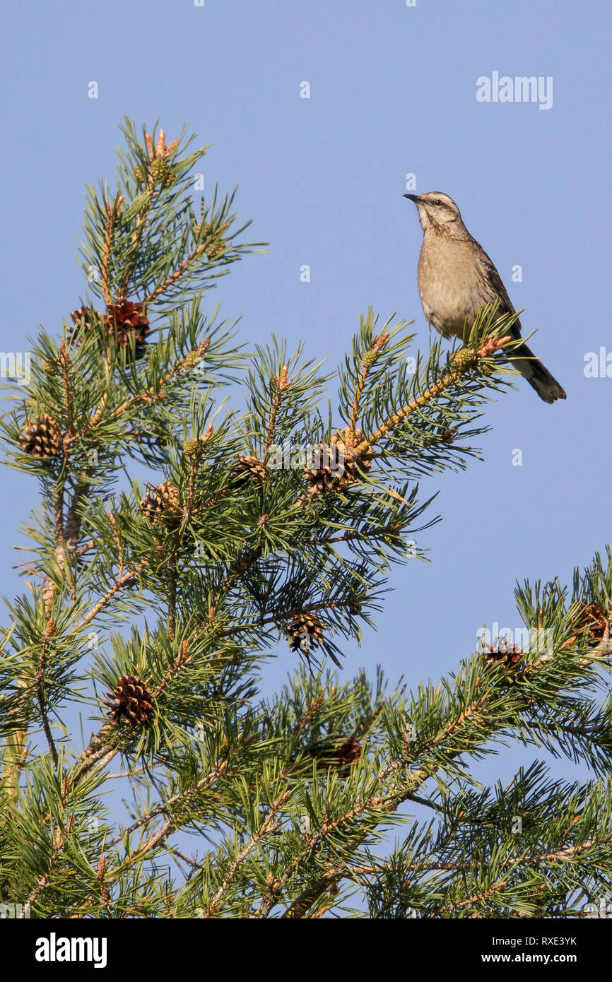 Mockingbird hi-res stock photography and images - Alamy