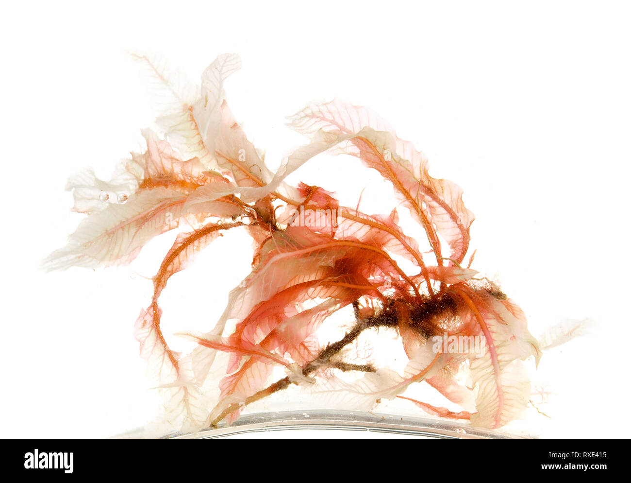 Red Seaweed in Water - Healthy Nutrition on white Background Stock ...