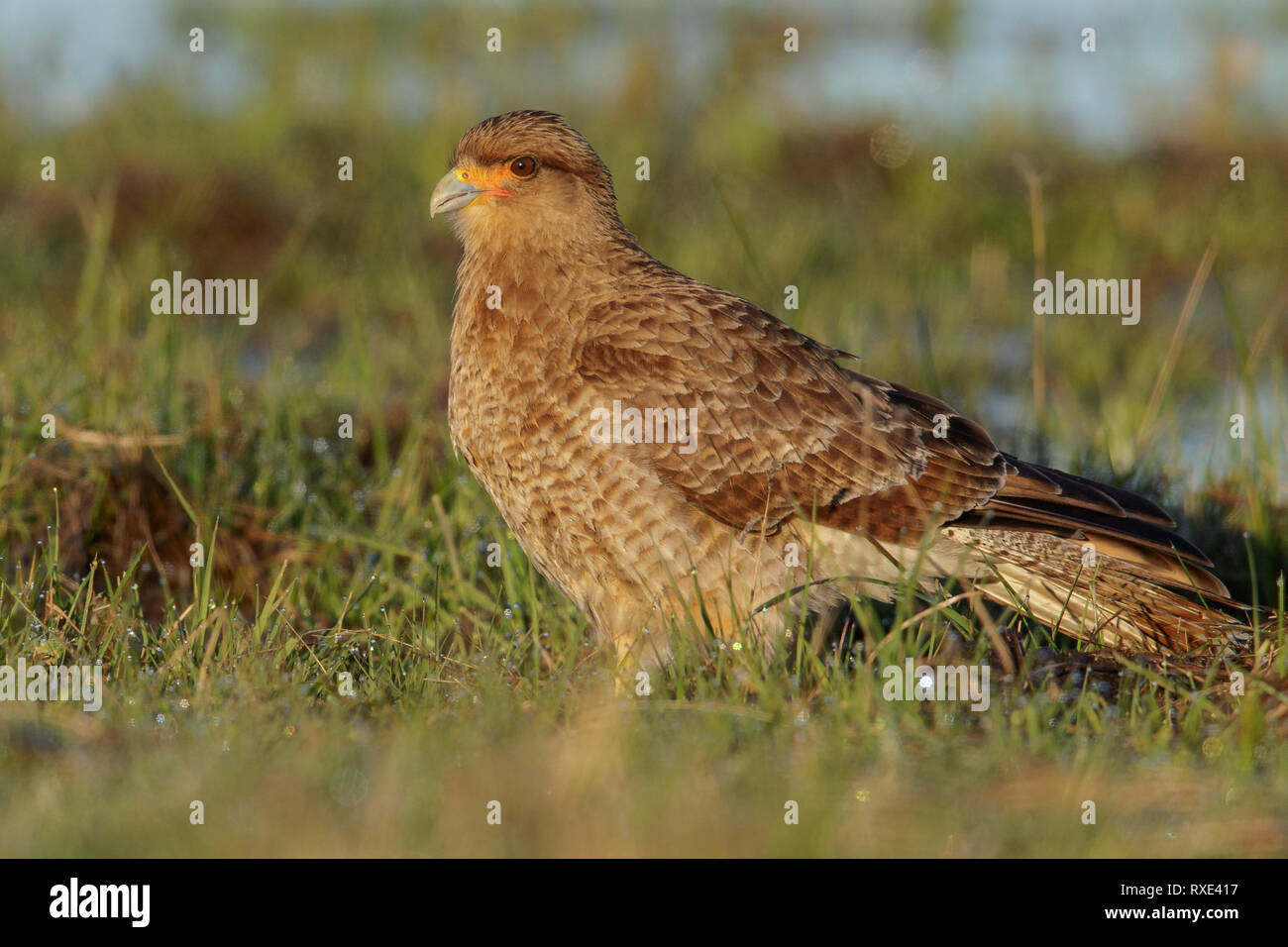Chimango caracara milvago bird hi-res stock photography and images - Alamy