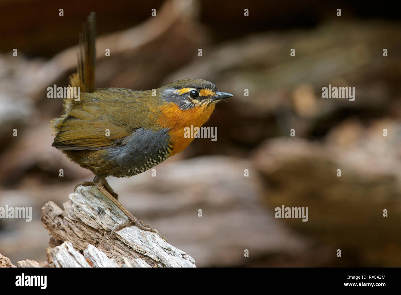 Chucao tapaculo scelorchilus rubecula hi-res stock photography and ...
