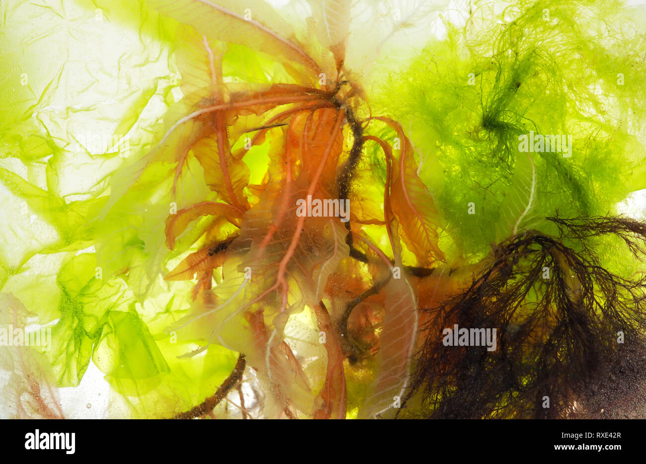 Various Seaweed in Water - Macro Stock Photo - Alamy