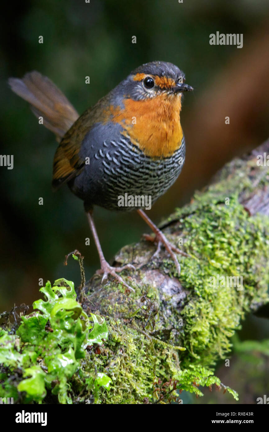 Chucao tapaculo scelorchilus rubecula hi-res stock photography and ...