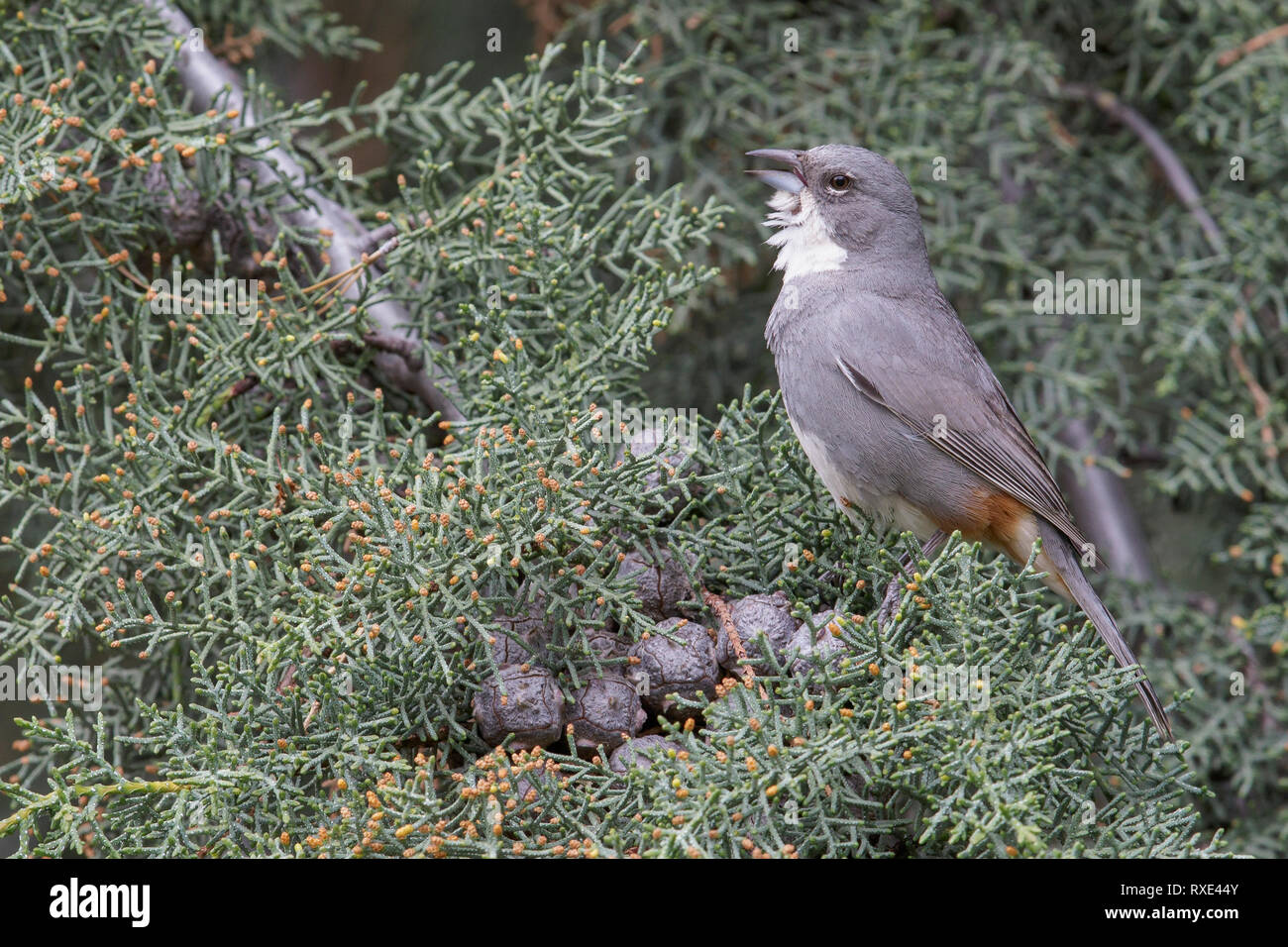 Diuca diuca hi-res stock photography and images - Alamy