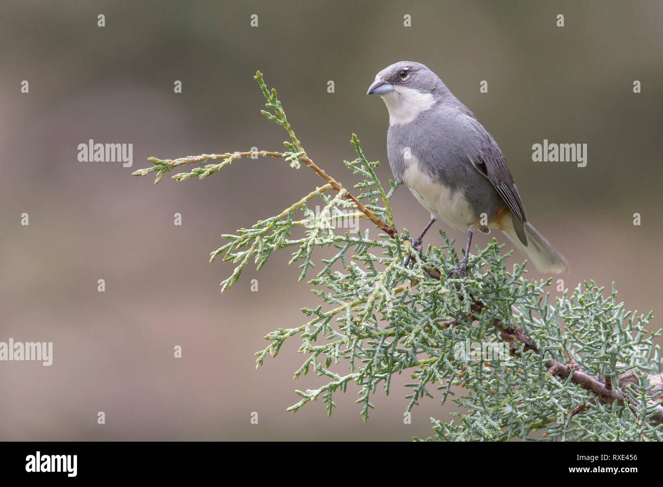 Diuca diuca hi-res stock photography and images - Alamy