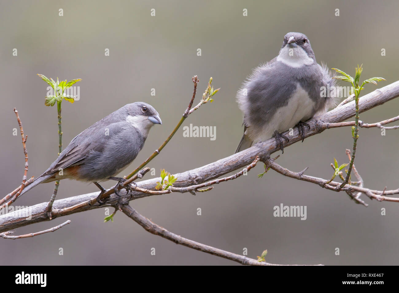 Common diuca finch hi-res stock photography and images - Alamy