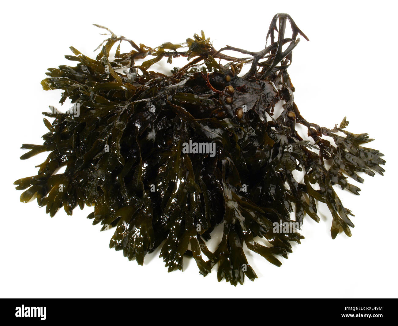 Green kelp seaweed on Cut Out Stock Images & Pictures - Alamy