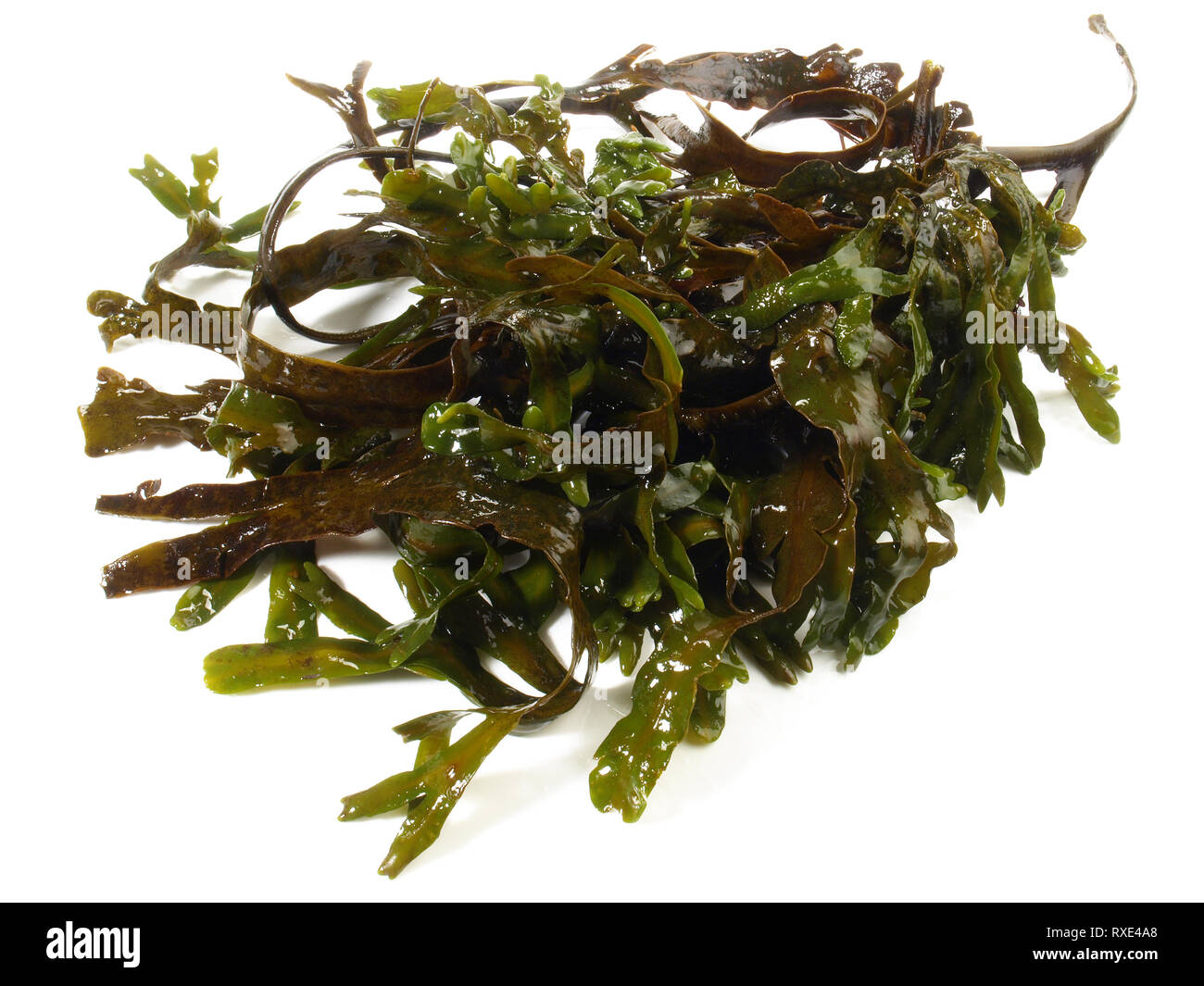 Fresh seaweed hi-res stock photography and images - Alamy