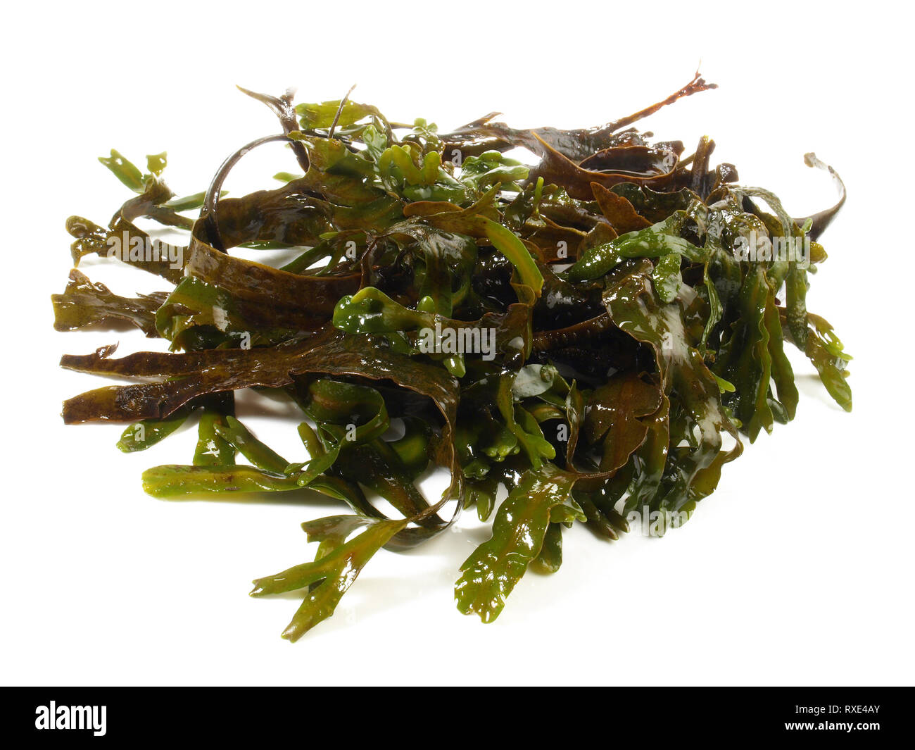 Fresh Seaweed High Resolution Stock Photography and Images - Alamy